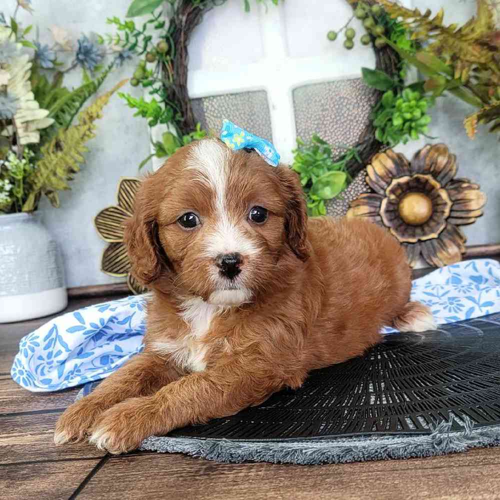 Amanda- Fun Little red-Colored female Cavapoo Puppy - Florida Puppies ...
