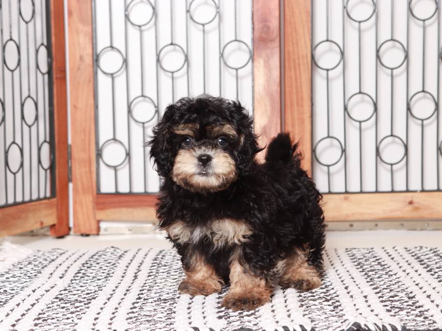 Flynn - Adorable Male Shih-Poo Puppy - Florida Puppies Online