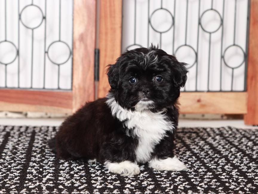 Harley - Amazing Male Shih-Poo Puppy - Florida Puppies Online