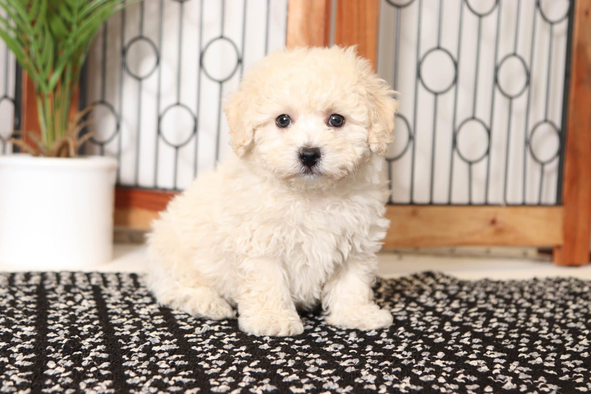Huck- Silly Little Male Teddy Bear Puppy - Florida Puppies Online