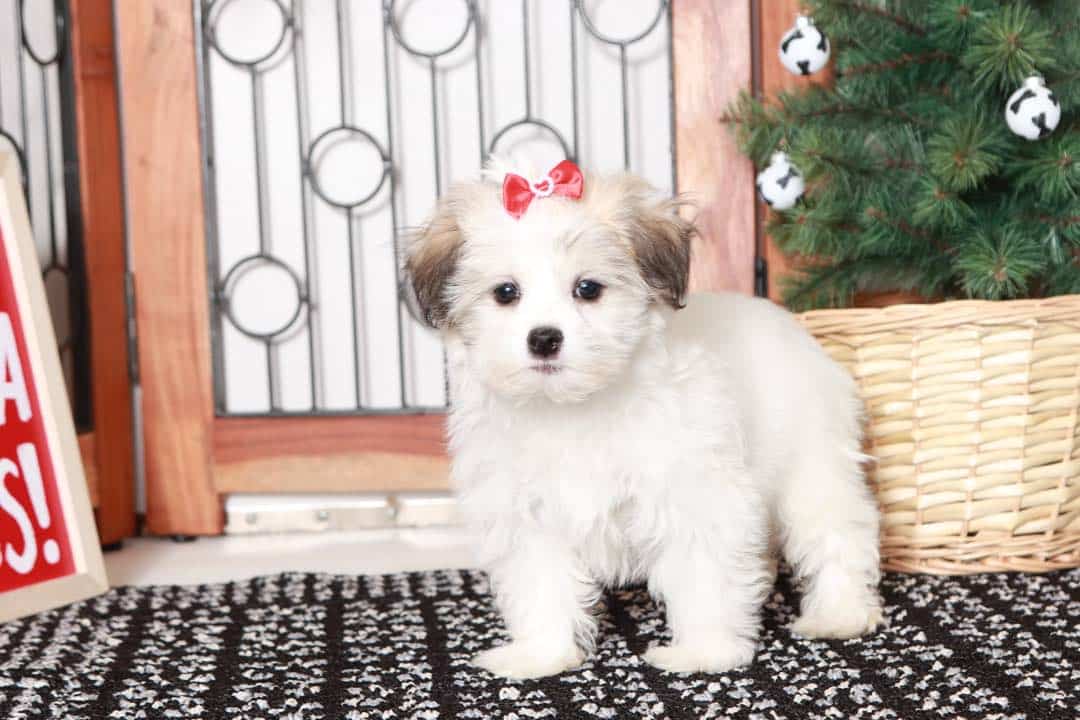 Mary - Cute Little Parti Female Morkie Puppy - Florida Puppies Online