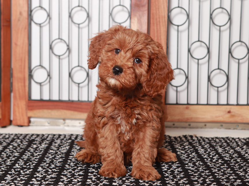 Mary- Stunning female Mini Red Goldendoodle Puppy - Florida Puppies Online