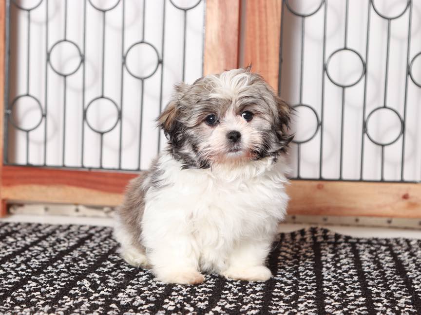 Mocha - Stunning female Teddy Bear Puppy - Florida Puppies Online