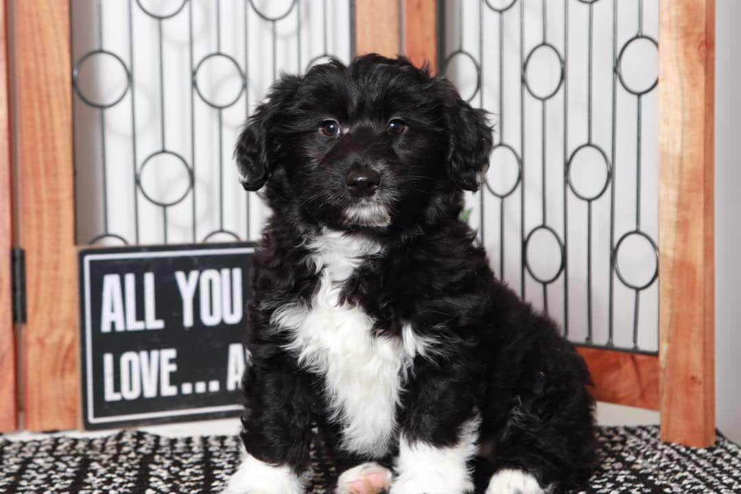 Molly- Sweet Black and White Female Mini Aussie-Poo Puppy - Florida ...