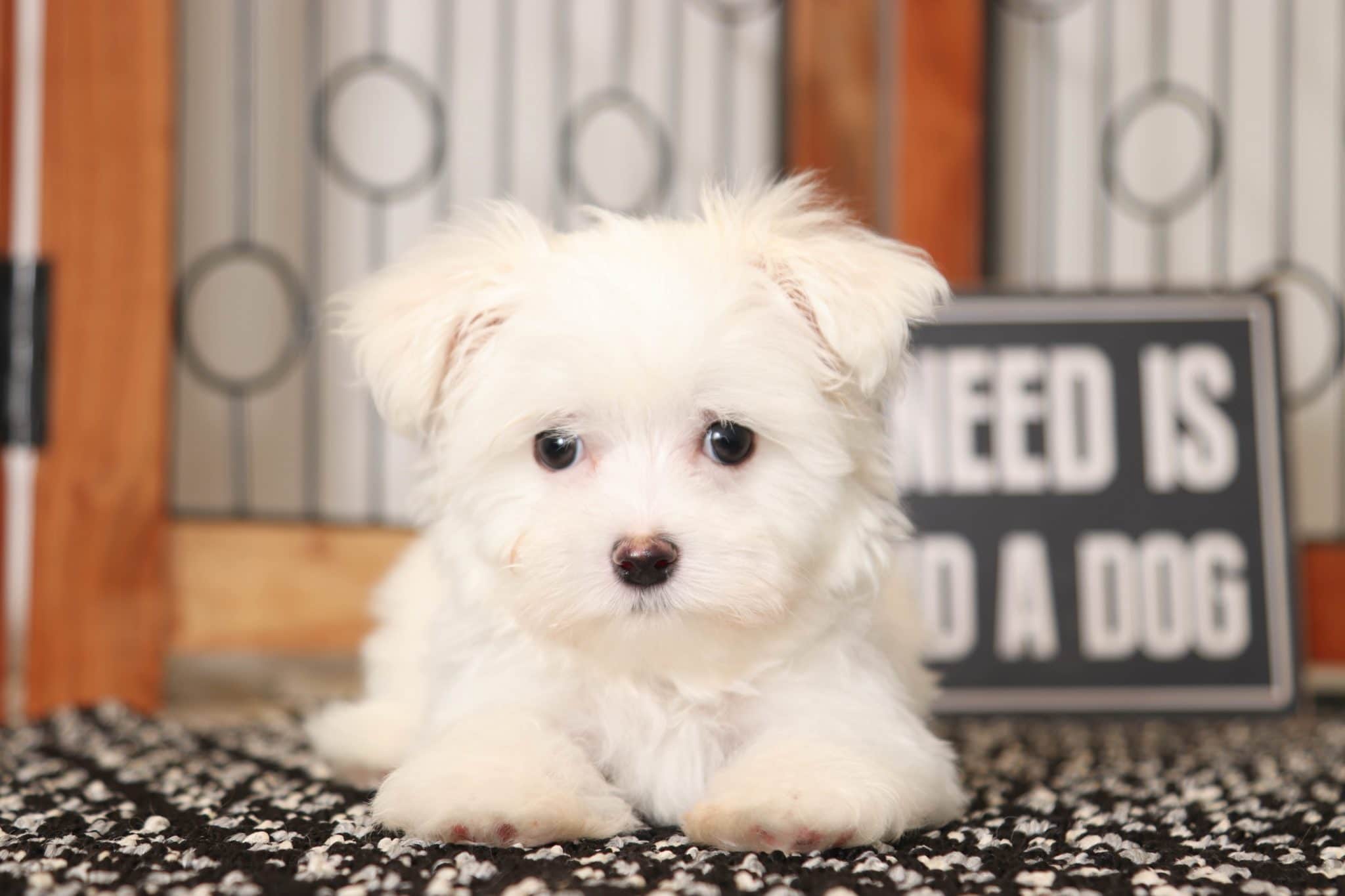 Montana- Perfect Little Male Toy AKC Maltese Puppy - Florida Puppies Online