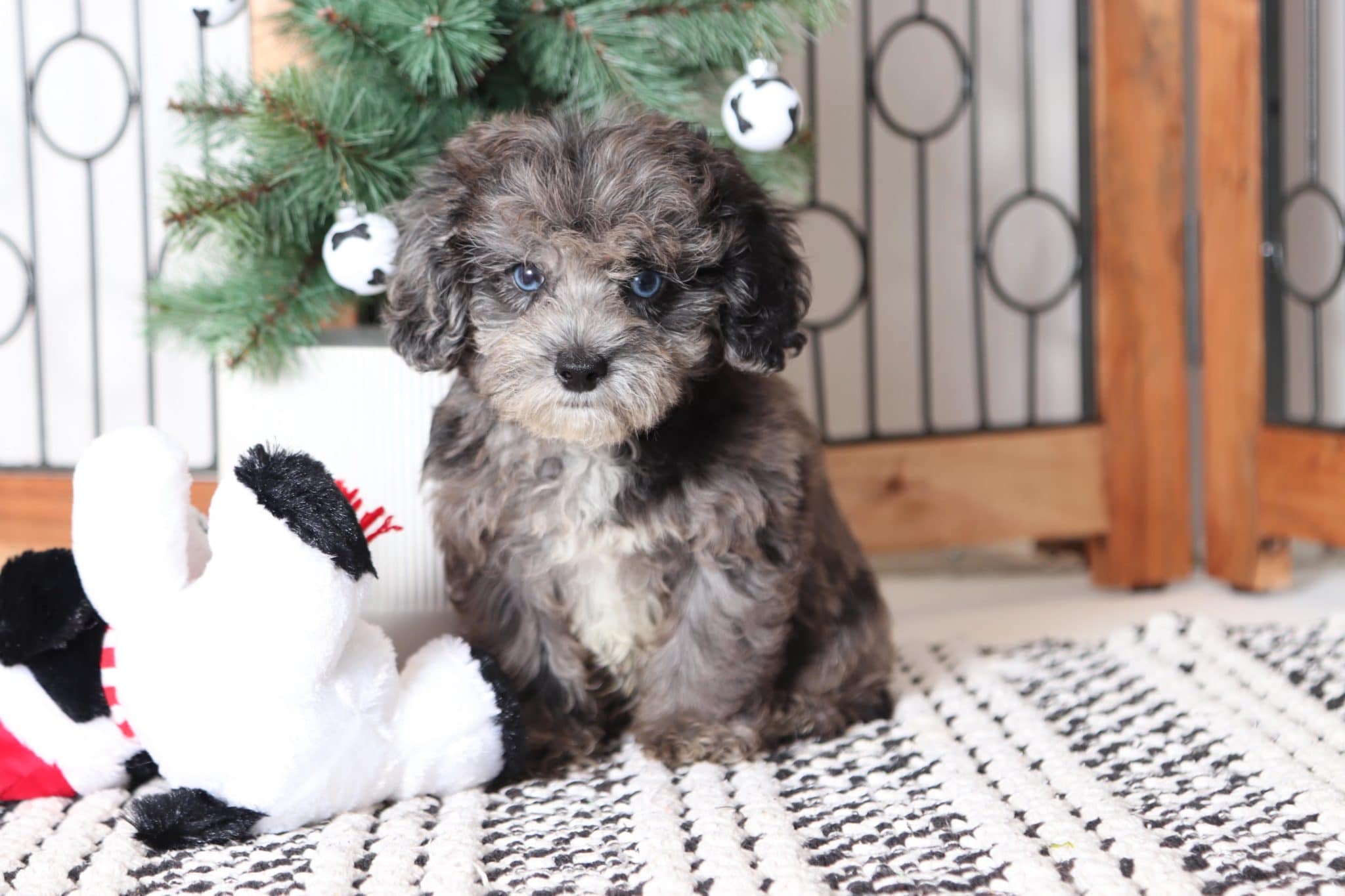 Nicholas - Adorable Male Blue Merle Shih-Poo Puppy - Florida Puppies Online