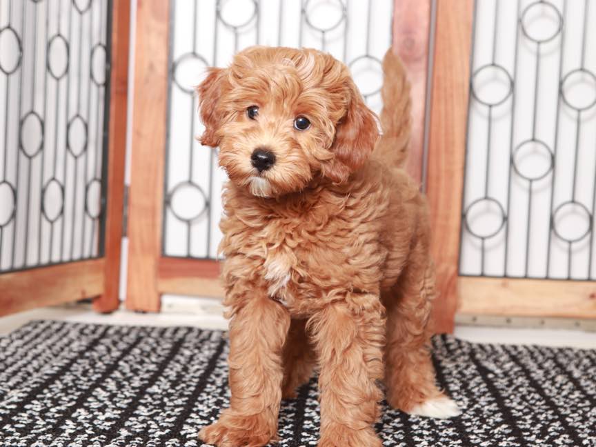 Pumpkin - female Cavapoo Puppy For Sale - Florida Puppies Online