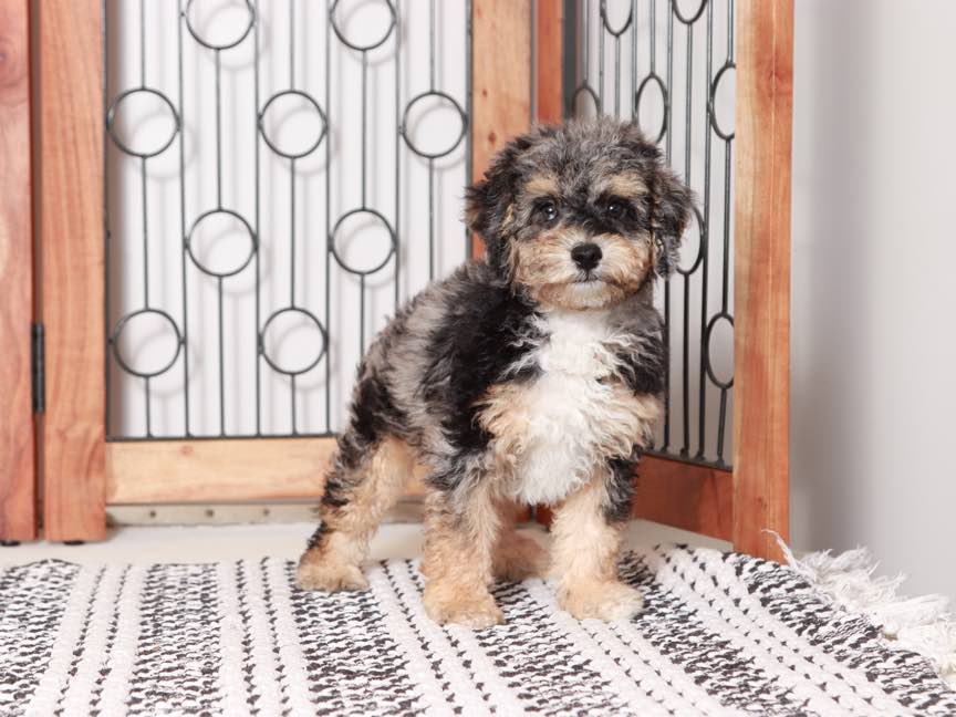 Red - Merle Mini Poodle Puppy for Sale in Florida - Florida Puppies Online
