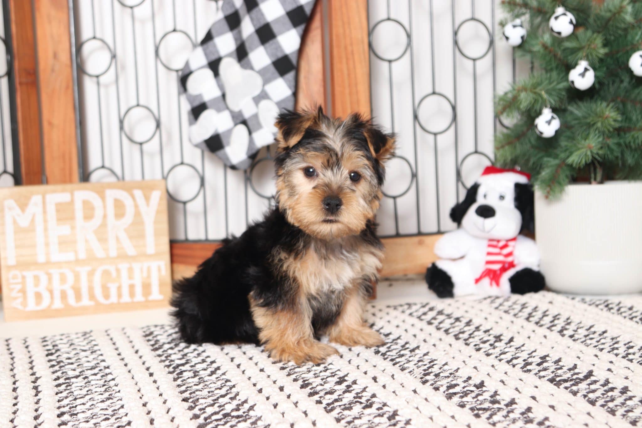Taylor- Terrific ACA Male Yorkie - Florida Puppies Online