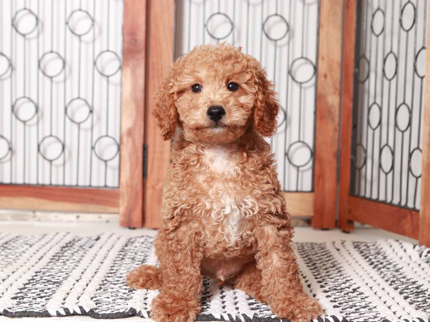 Terry- Stunning Male Mini Red Goldendoodle Puppy - Florida Puppies Online