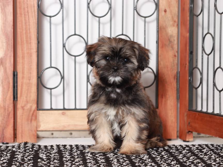 Tootsie - Adorable Little Brown female Shorkie Puppy Tootsie - Florida ...