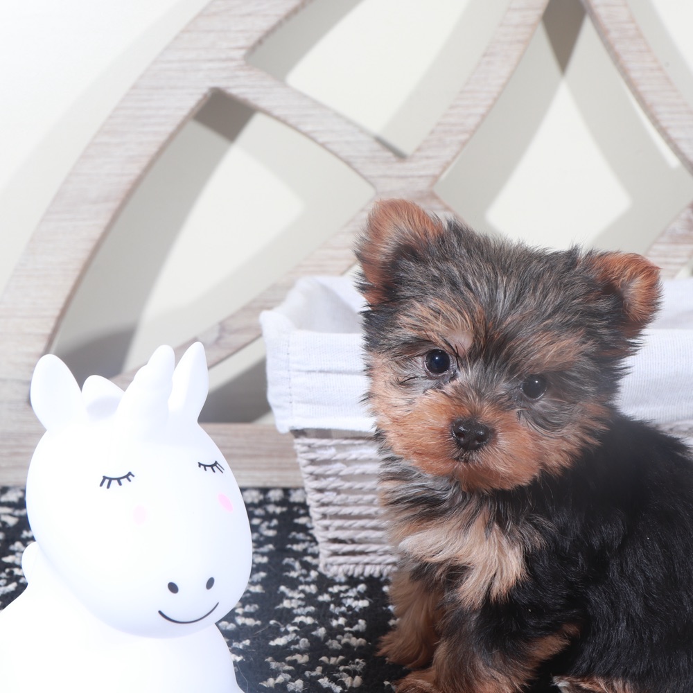 Tucker - Handsome Little TEACUP Black/Tan Male Yorkie Puppy - Florida ...