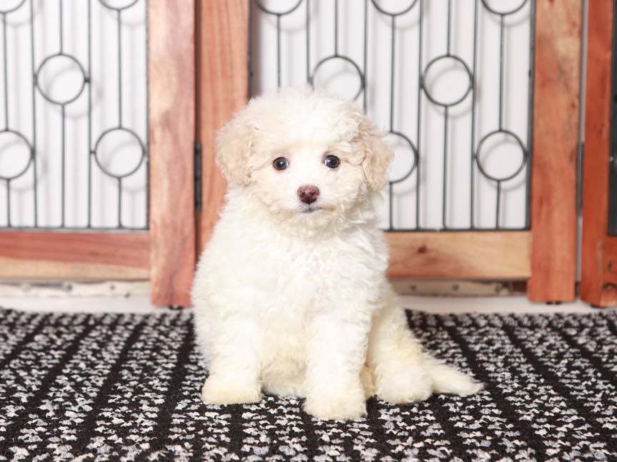 Amber - Cute Little Female Poochon Puppy - Florida Puppies Online