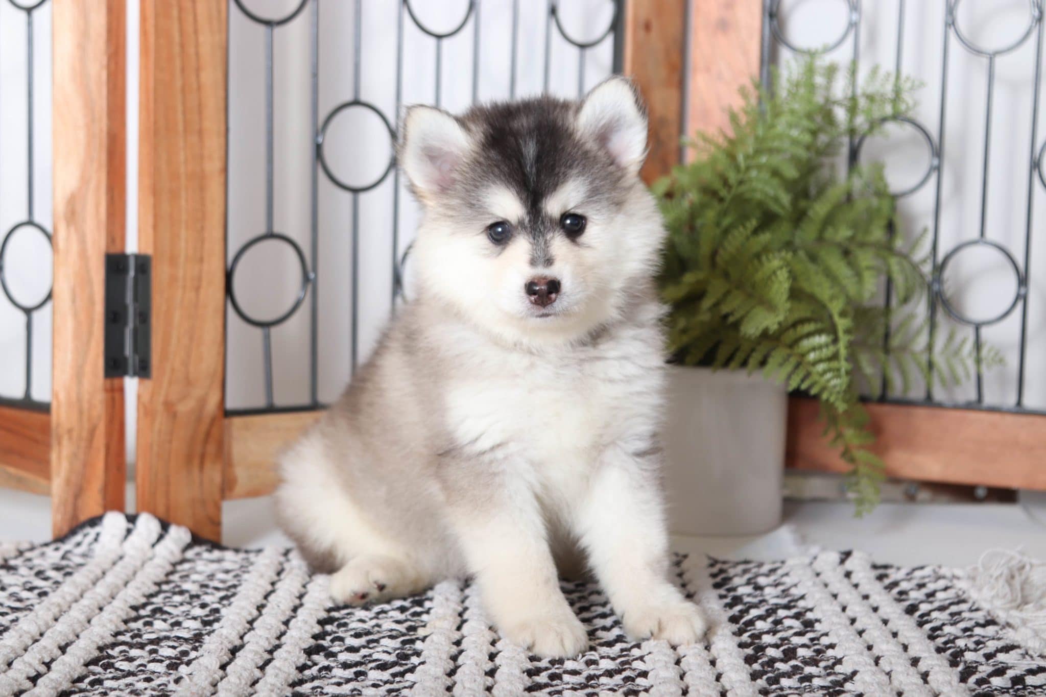 Ares - Handsome Little Male Pomsky Puppy - Florida Puppies Online