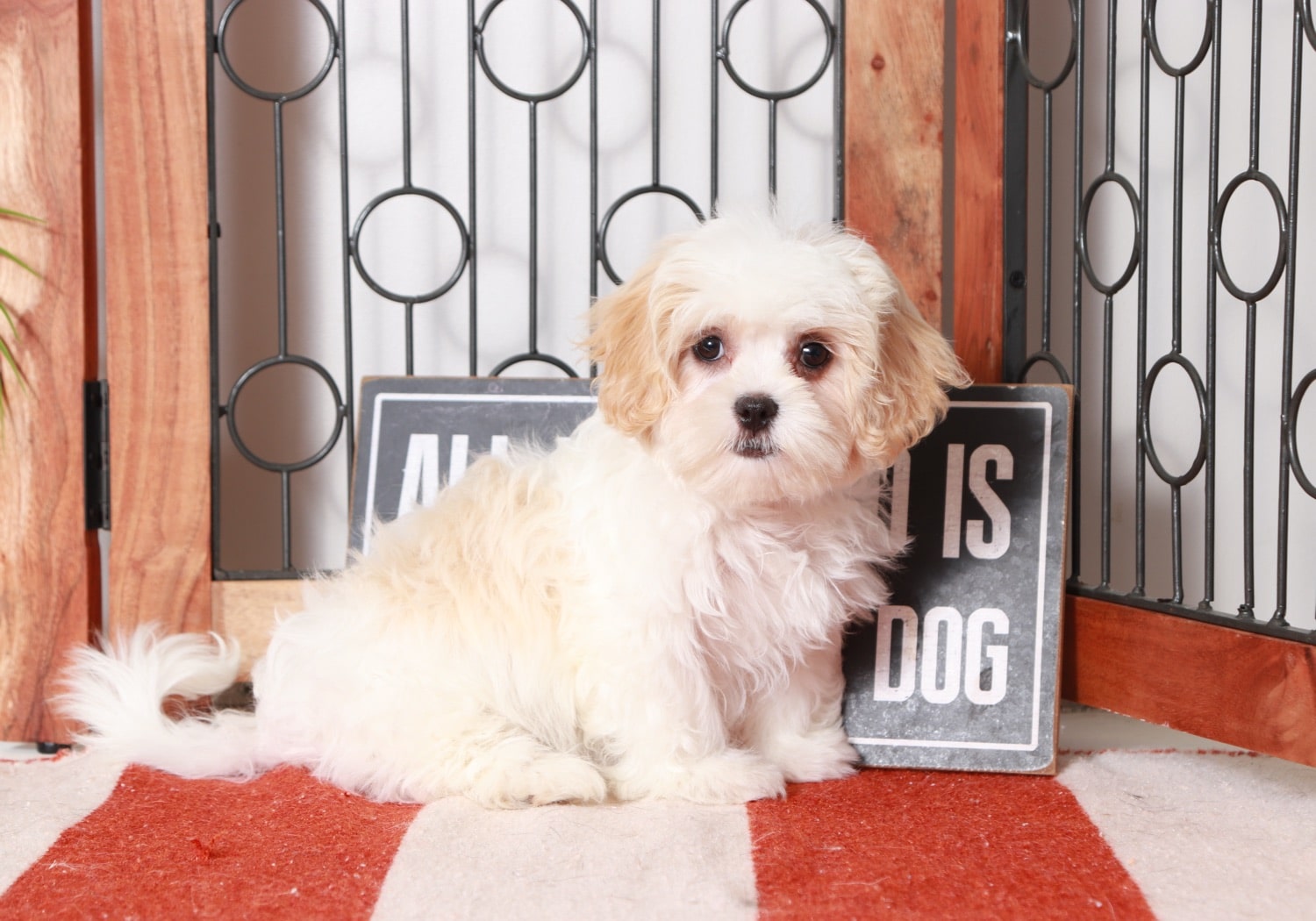 Avery - Darling Little Cream/White Female Malshi Puppy - Florida ...