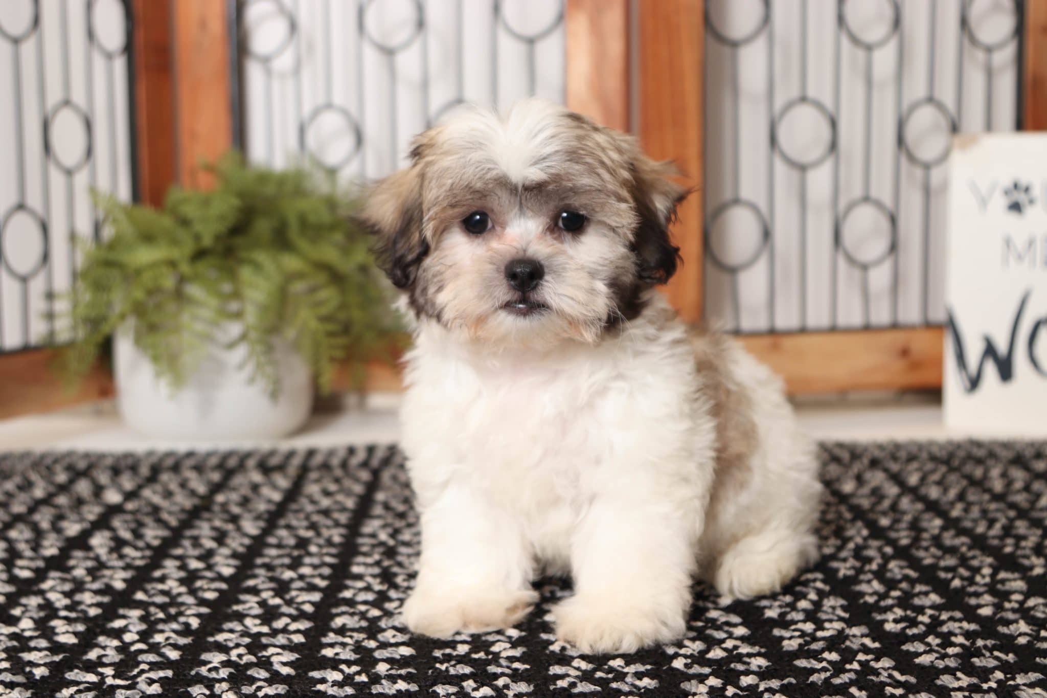 Axel - Cool Male Teddy Bear Puppy - Florida Puppies Online