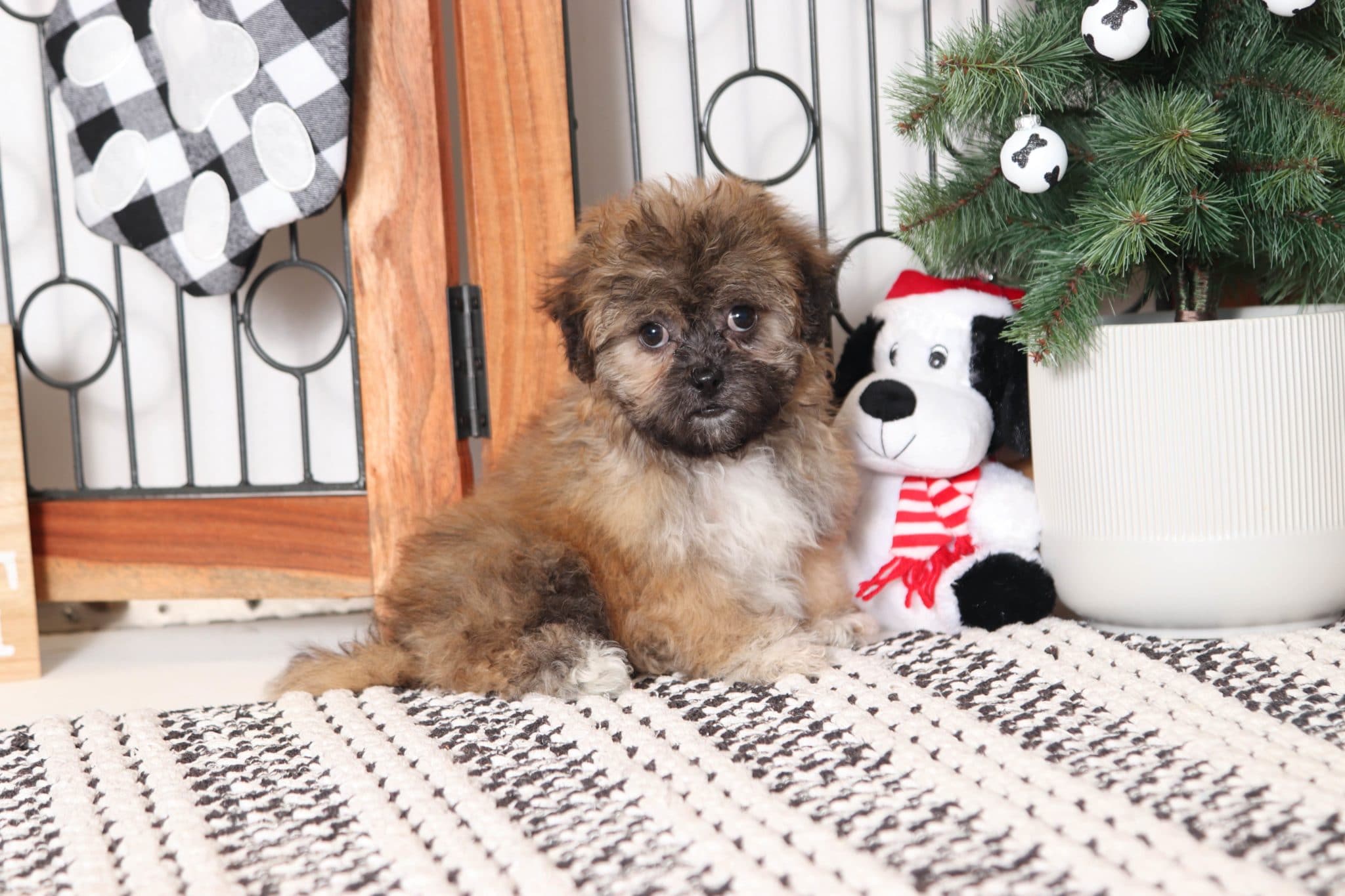 Baby - Snuggly Little Black/Tan Female Teddy Bear Puppy - Florida ...