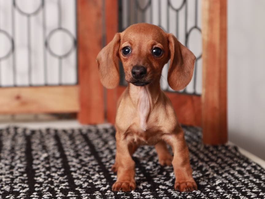 Belle- Cute ACA female red Dachshund Puppy - Florida Puppies Online