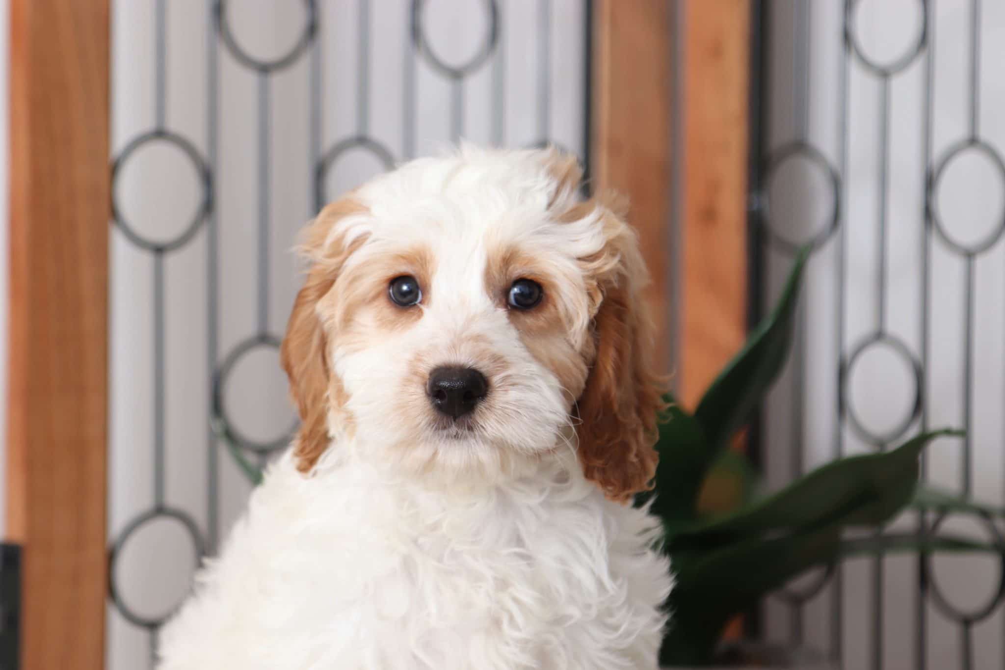 Blue - Amazing Male Cavapoo Puppy - Florida Puppies Online