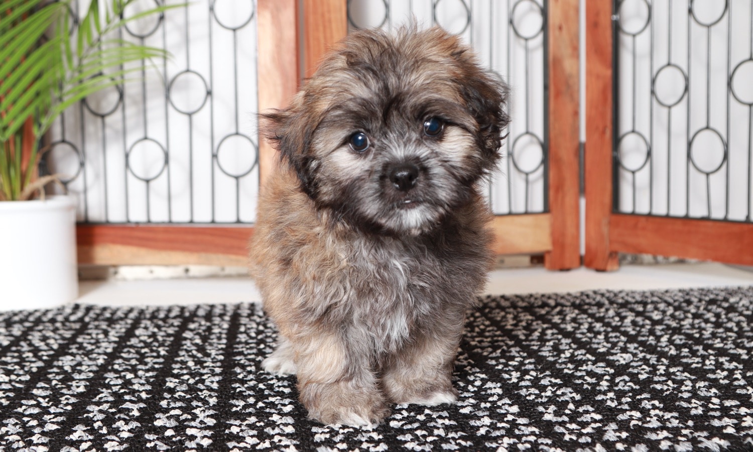 Bryce - Handsome Little Male Teddy Bear Puppy - Florida Puppies Online