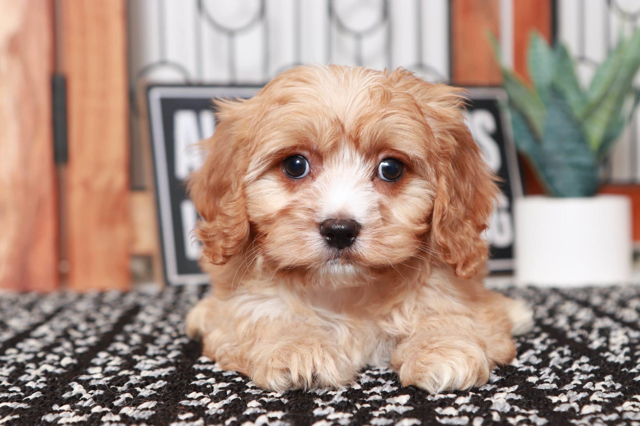 Carlos- Dashing Little Red Male Cavapoo Puppy - Florida Puppies Online