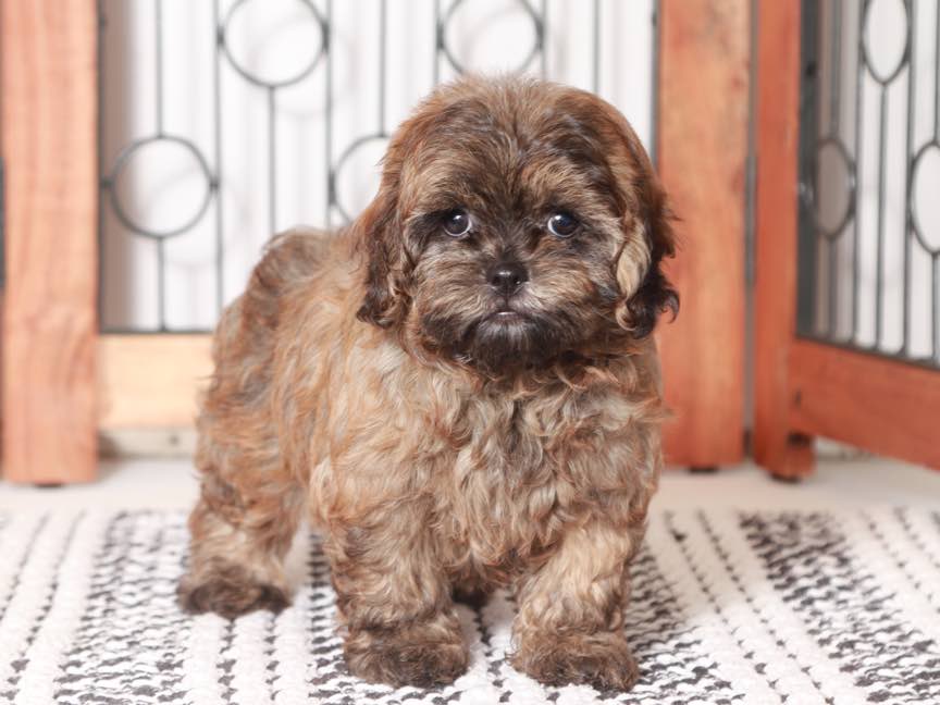 Charger- Playful Little Male Shih-Poo Puppy - Florida Puppies Online