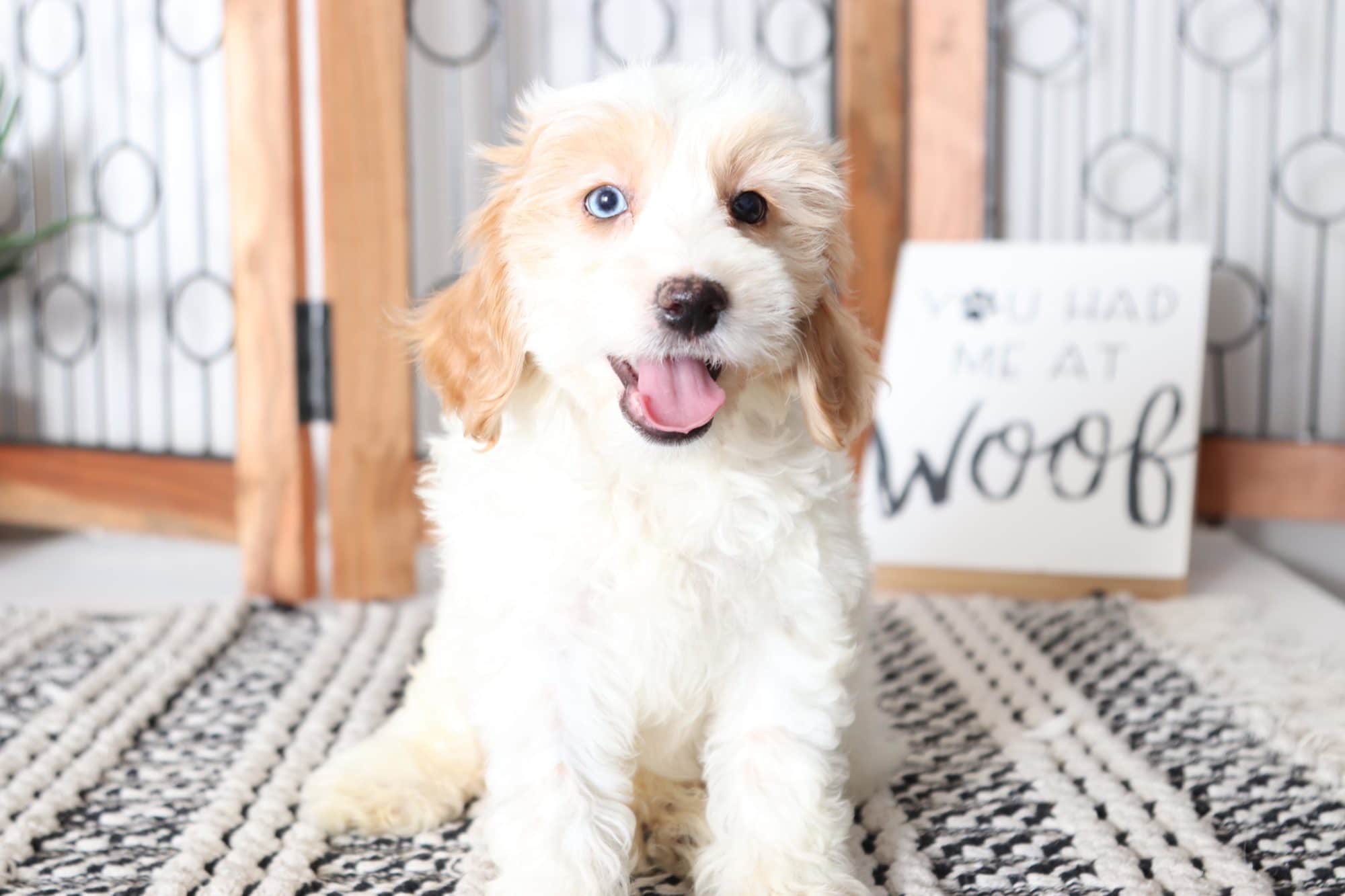 Chester -Handsome Male Cockapoo Puppy - Florida Puppies Online