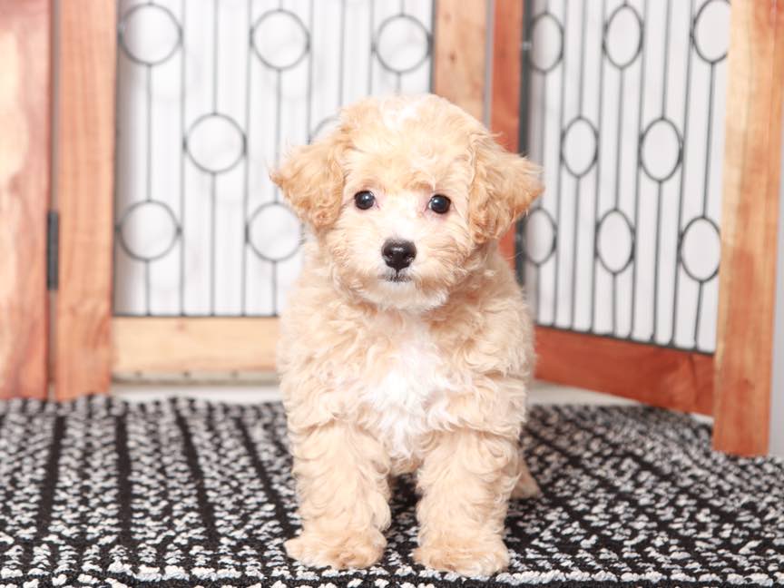 Chip- Happy Little male Poochon Puppy - Florida Puppies Online