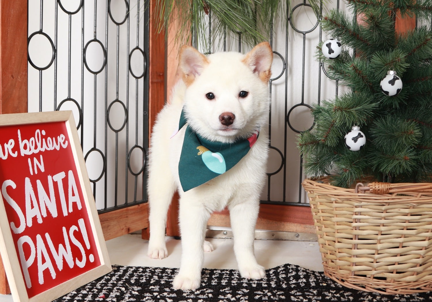 Chris - Sweet Male Cream AKC Shiba Inu Puppy - Florida Puppies Online