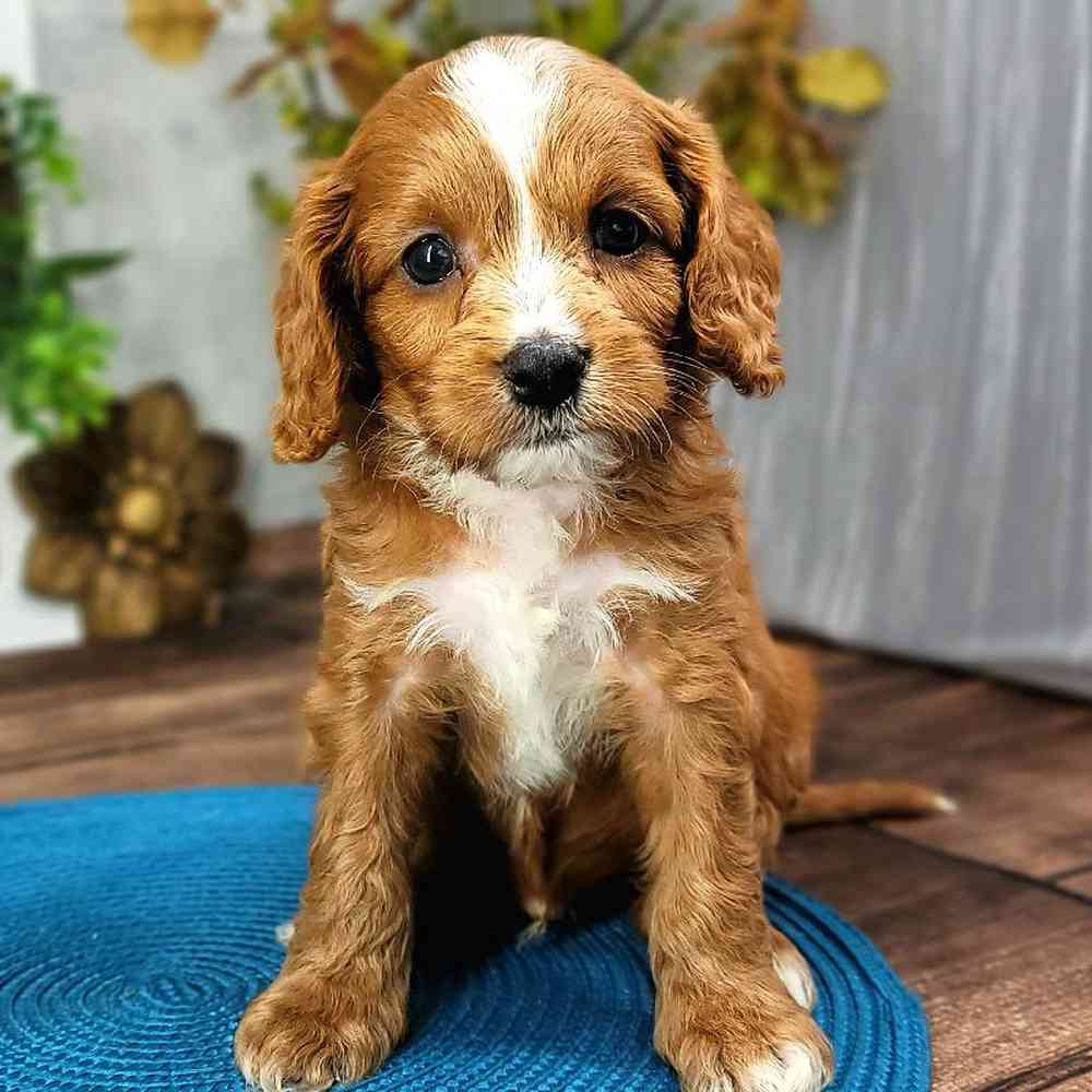 Dallas - Male Cavapoo Puppy For Sale - Florida Puppies Online