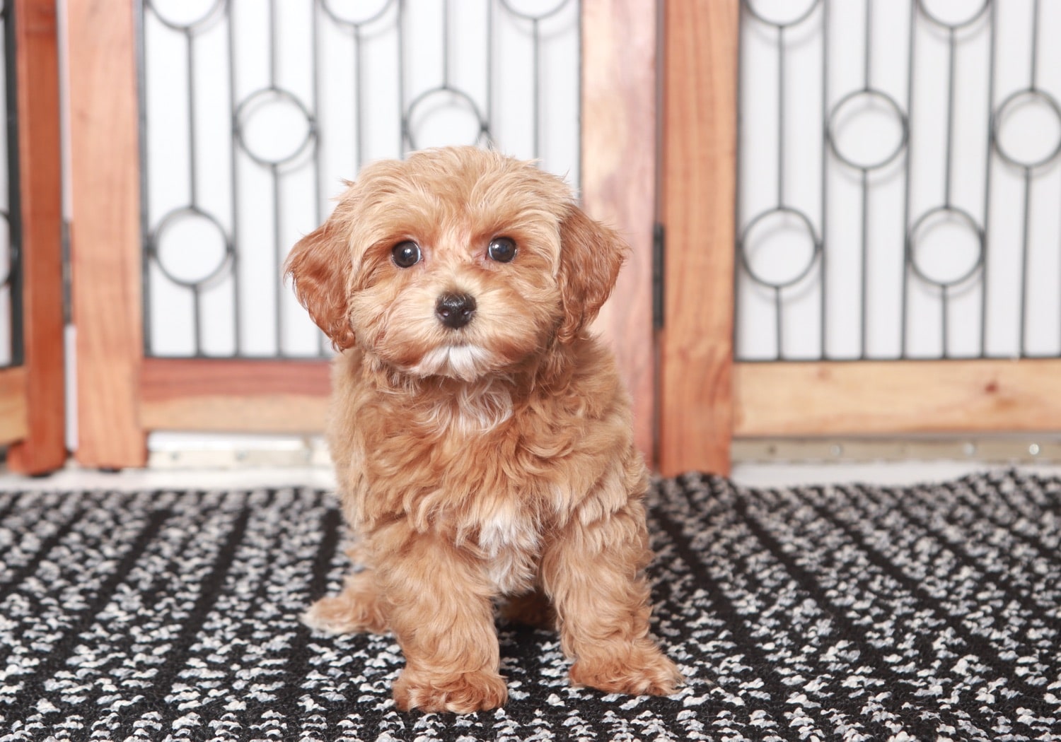 Darla - Merry Little Brown Female Yorkie-Poo Puppy - Florida Puppies Online