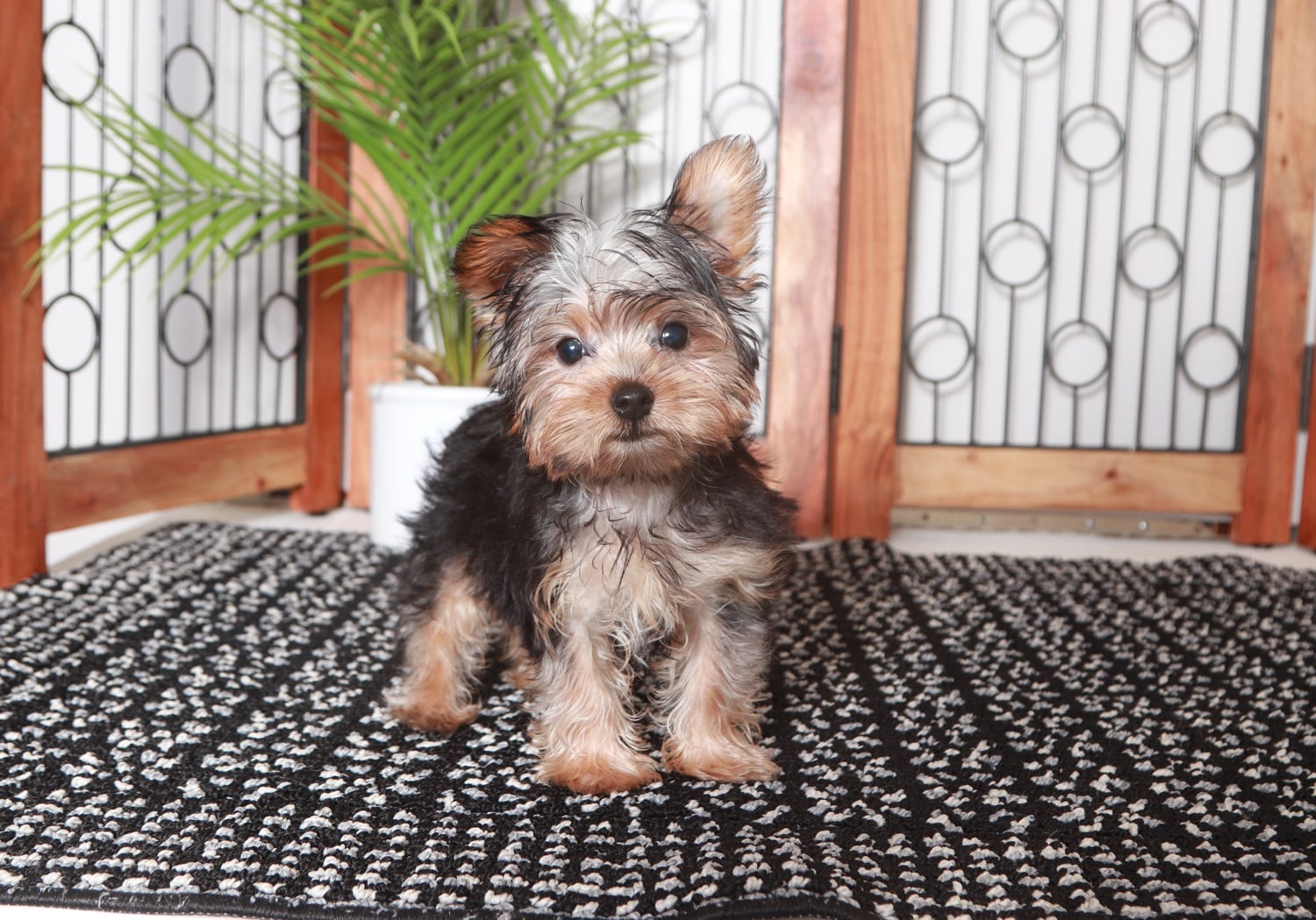 Dax - Handsome Little Male ACA Yorkie Puppy - Florida Puppies Online
