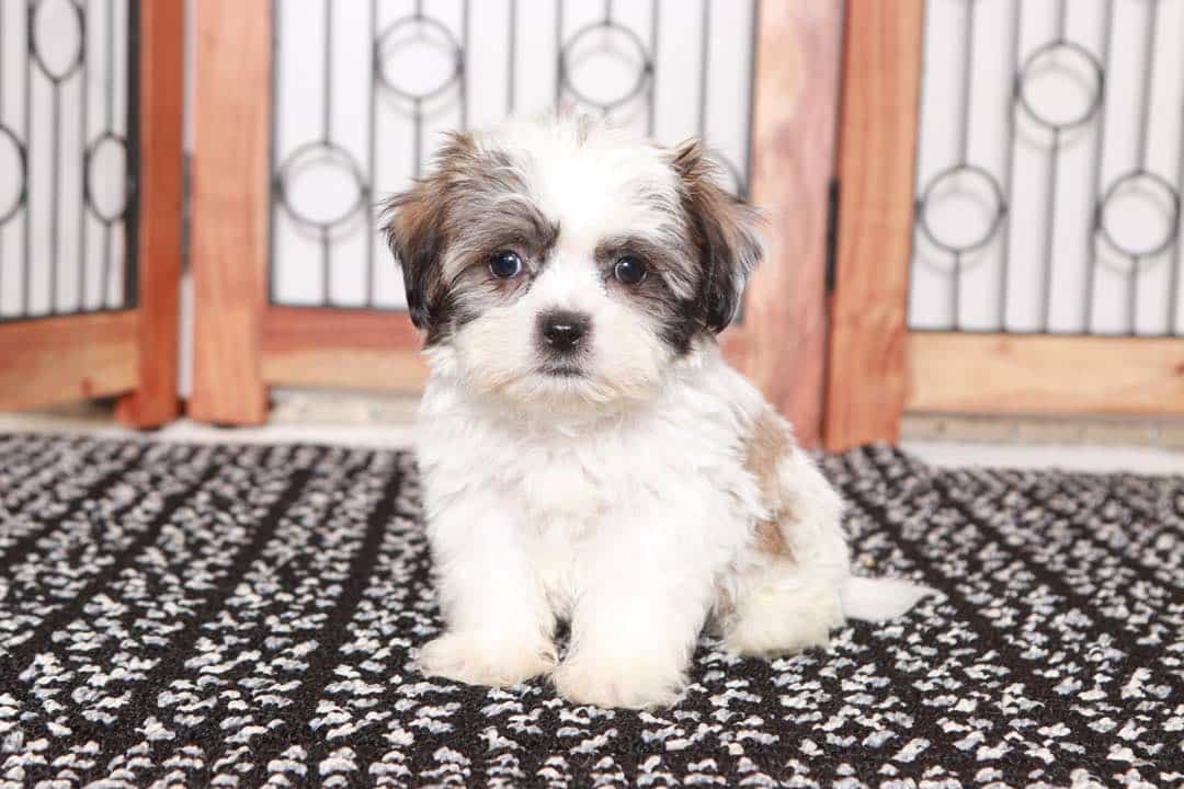 Devin -Precious Male Teddy Bear Puppy - Florida Puppies Online