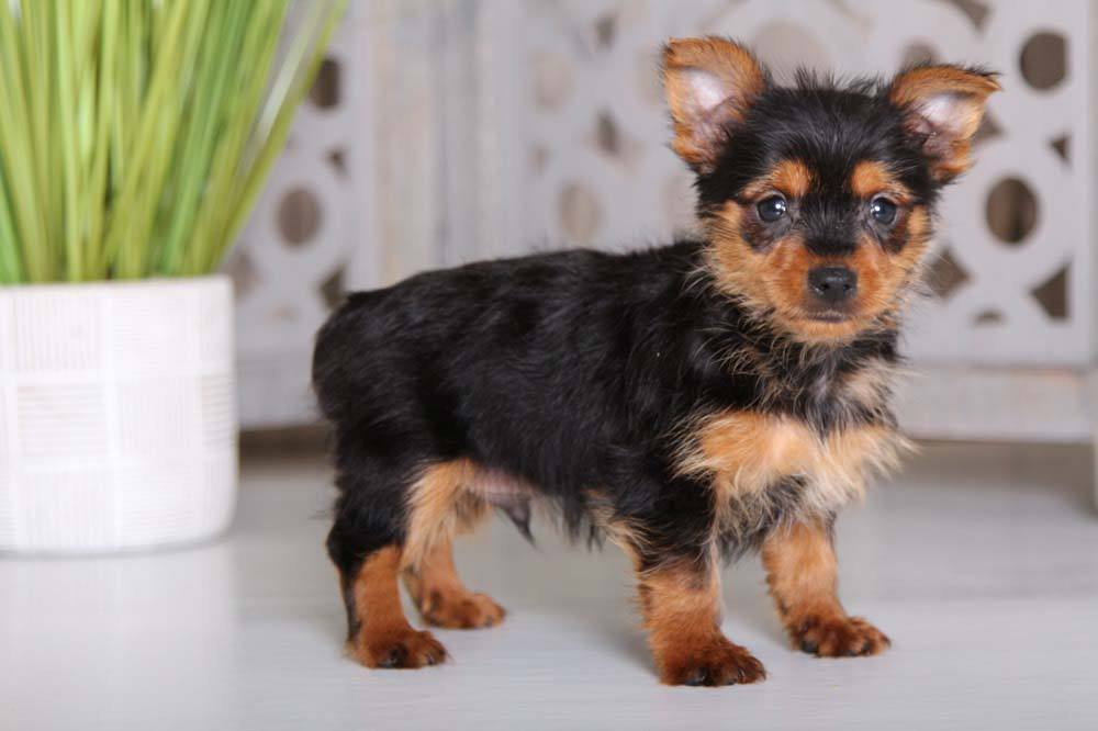 Dorkie Puppies for Sale in Florida - Florida Puppies Online