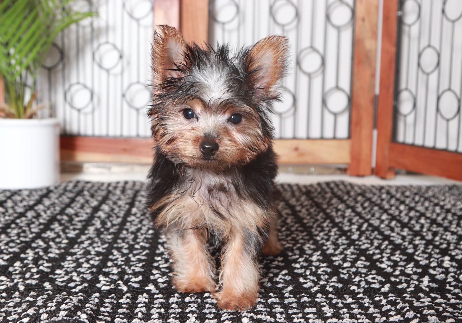 Dusty - Jolly Little Male ACA Yorkie Puppy - Florida Puppies Online
