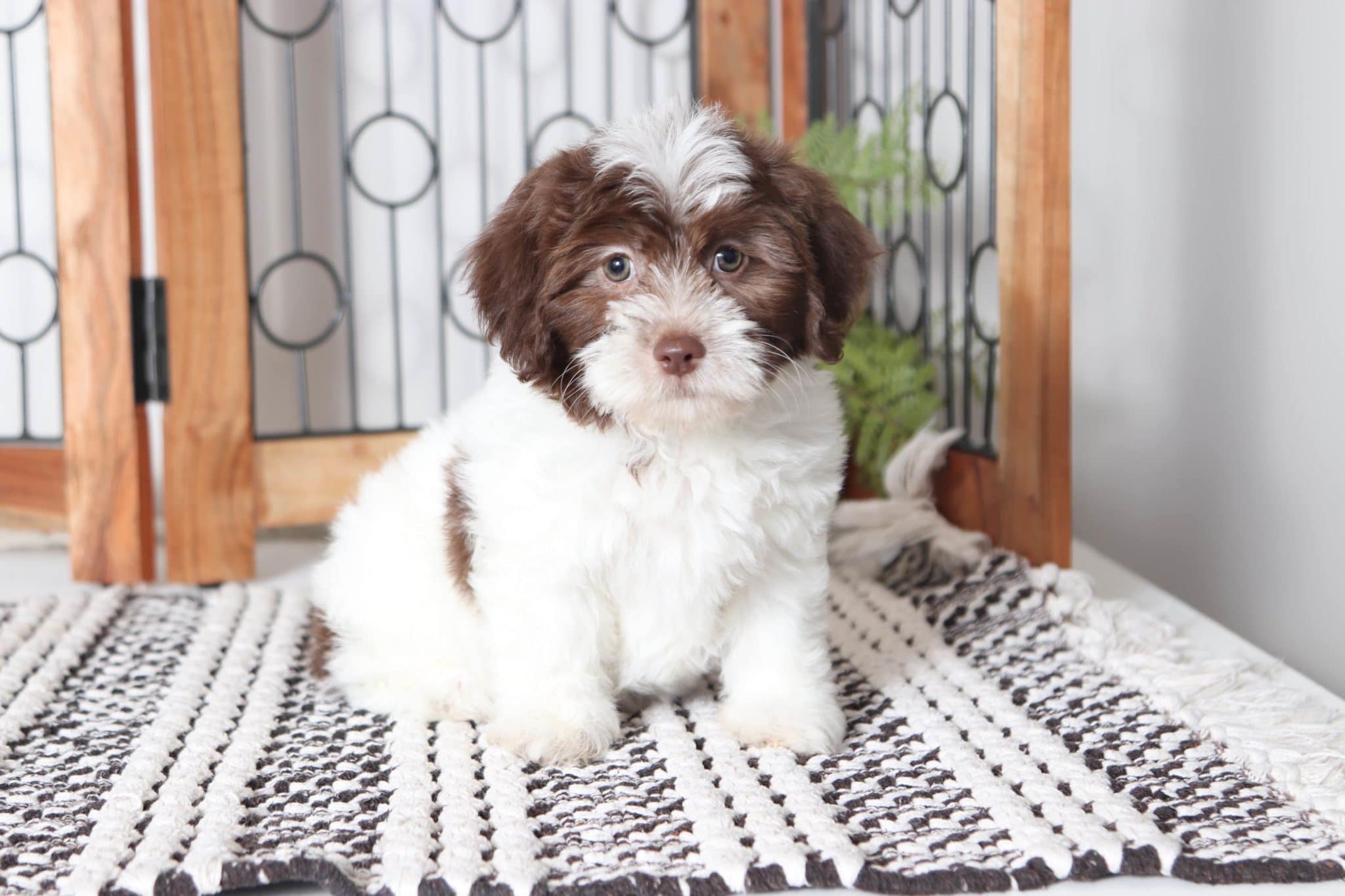 Flower- Beautiful Little Brown and White Female Havapoo Puppy - Florida ...