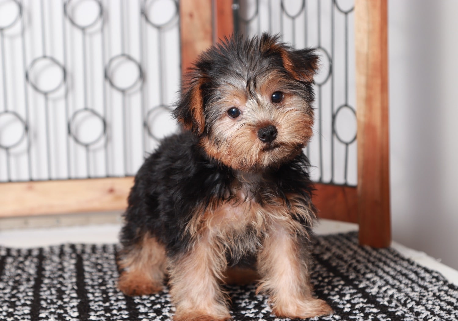 Free Yorkie Puppies In Florida