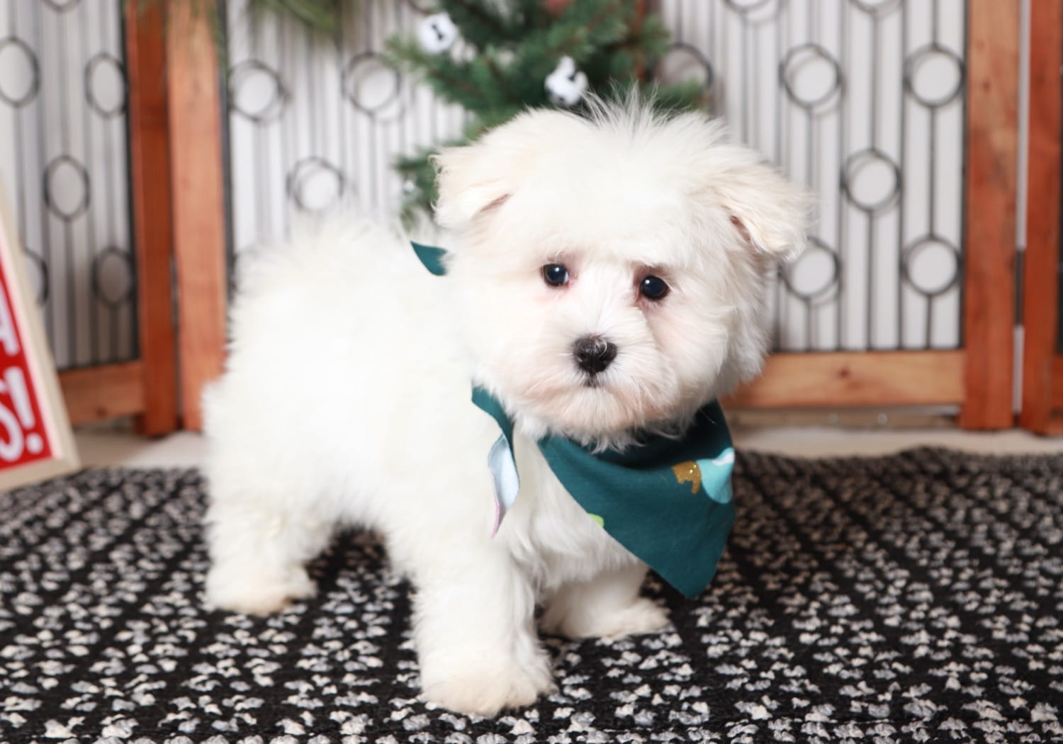 Frosty - Jolly Little ACA Male Maltese Puppy - Florida Puppies Online