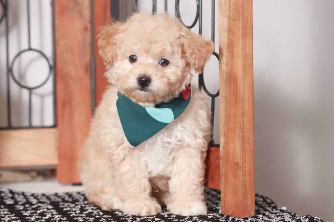 Gabriel - Handsome Little Male Toy Apricot Poodle Puppy - Florida ...