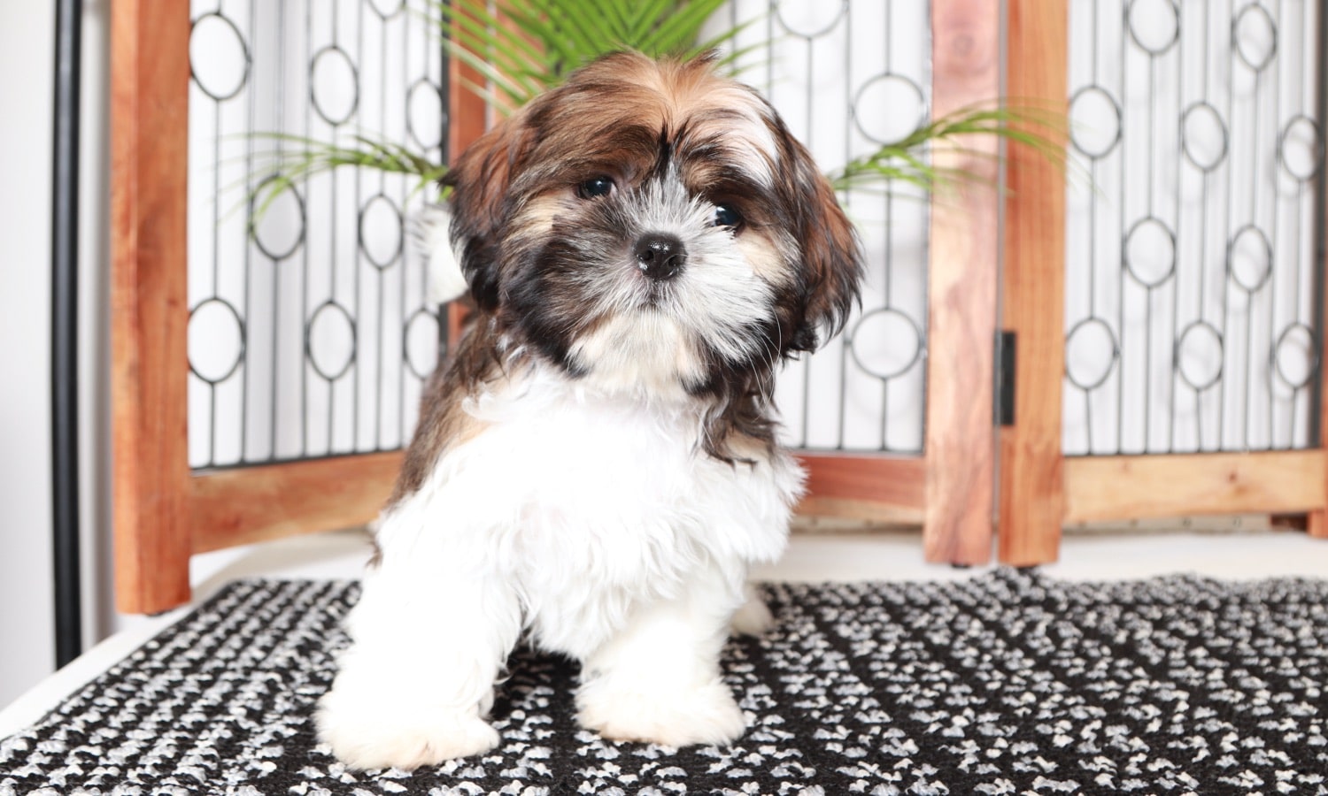 Gary - Awesome Little Tri-Colored ACA Male Shih Tzu Puppy - Florida ...