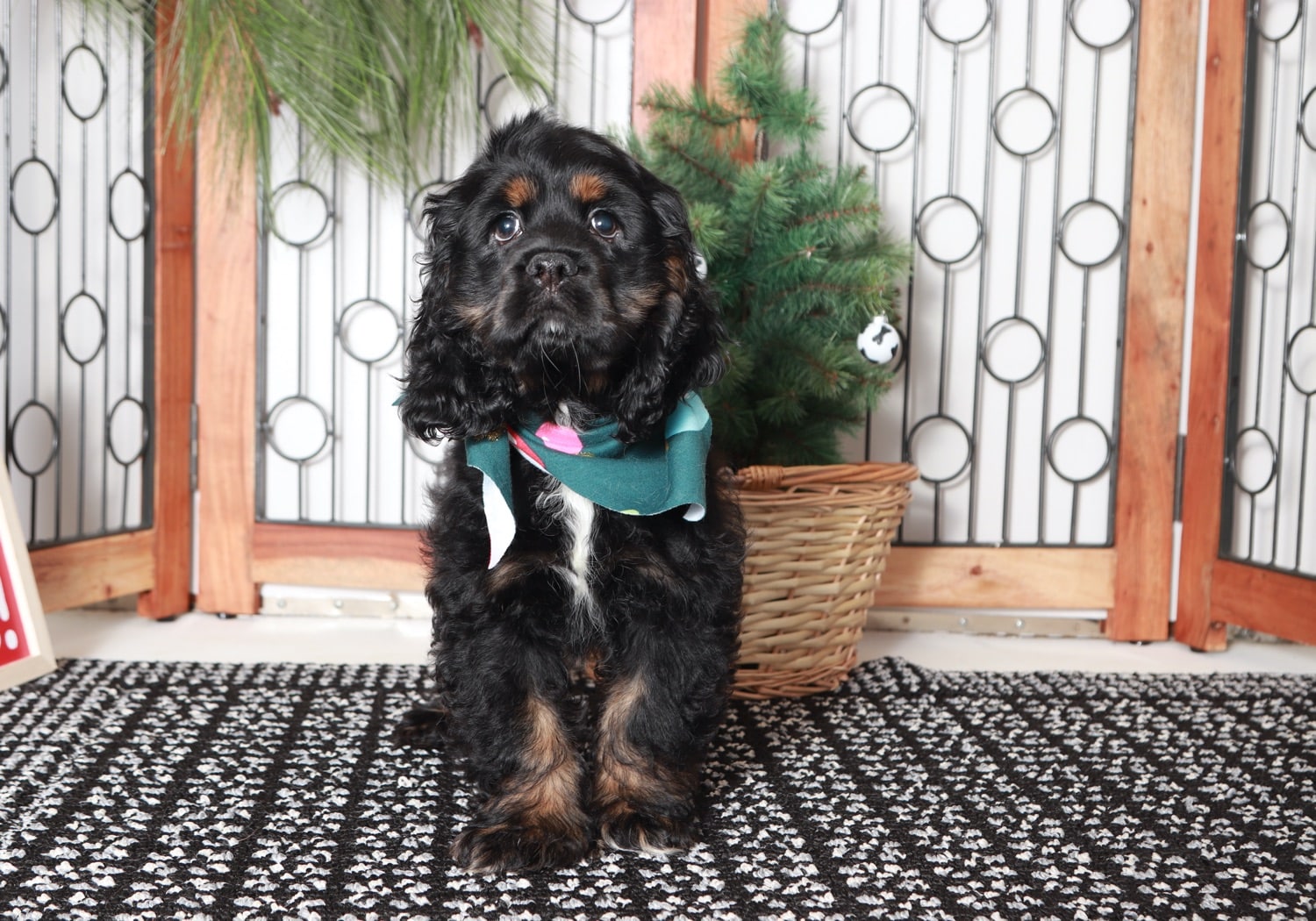 George - Amazing Male AKC Cocker Spaniel Puppy - Florida Puppies Online