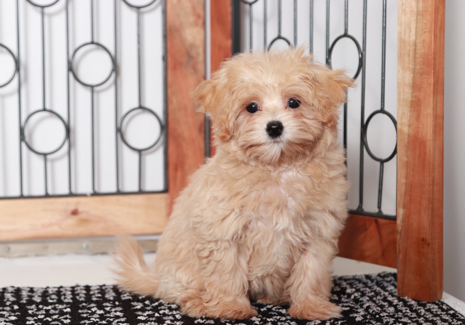 Ginger - Adorable Little Female Malti-Poo Puppy - Florida Puppies Online