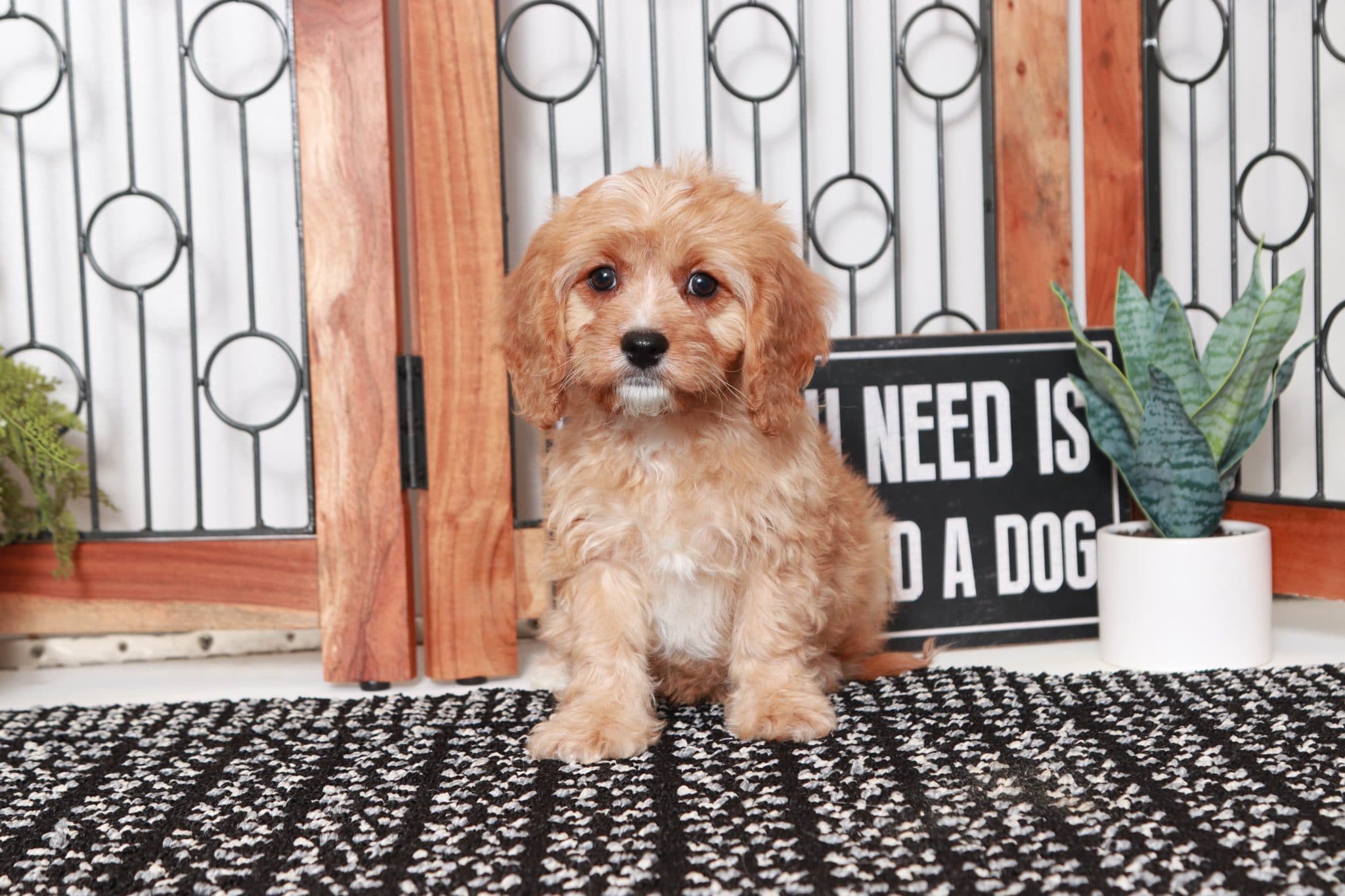 Happy- Fantastic Little Red Female Cavapoo Puppy - Florida Puppies Online