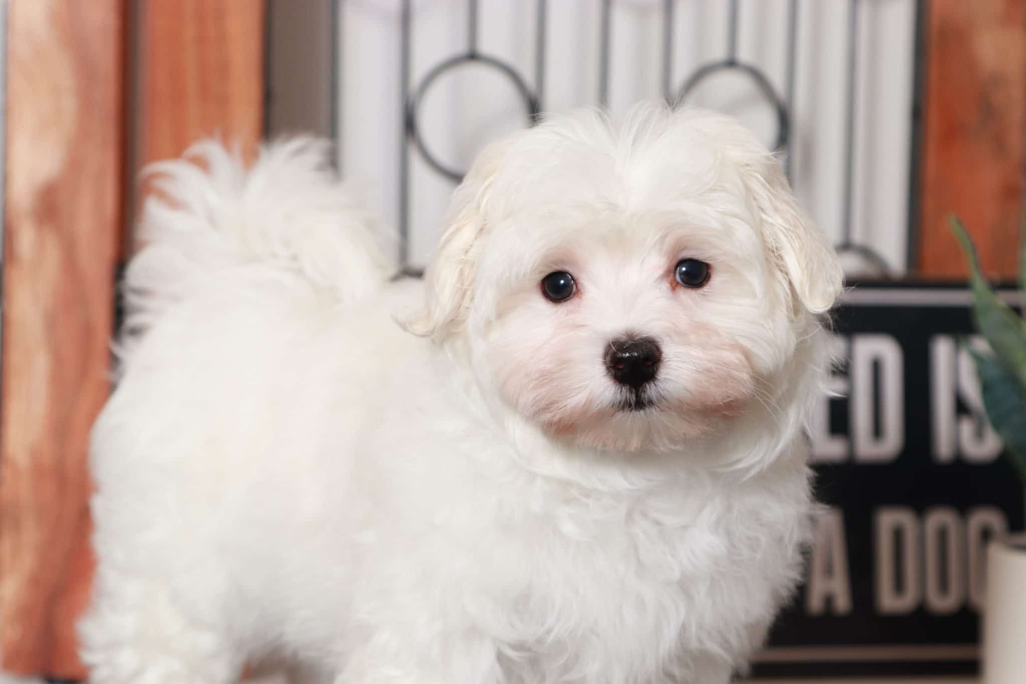 Harley- Handsome Little ACA Male Maltese Puppy - Florida Puppies Online