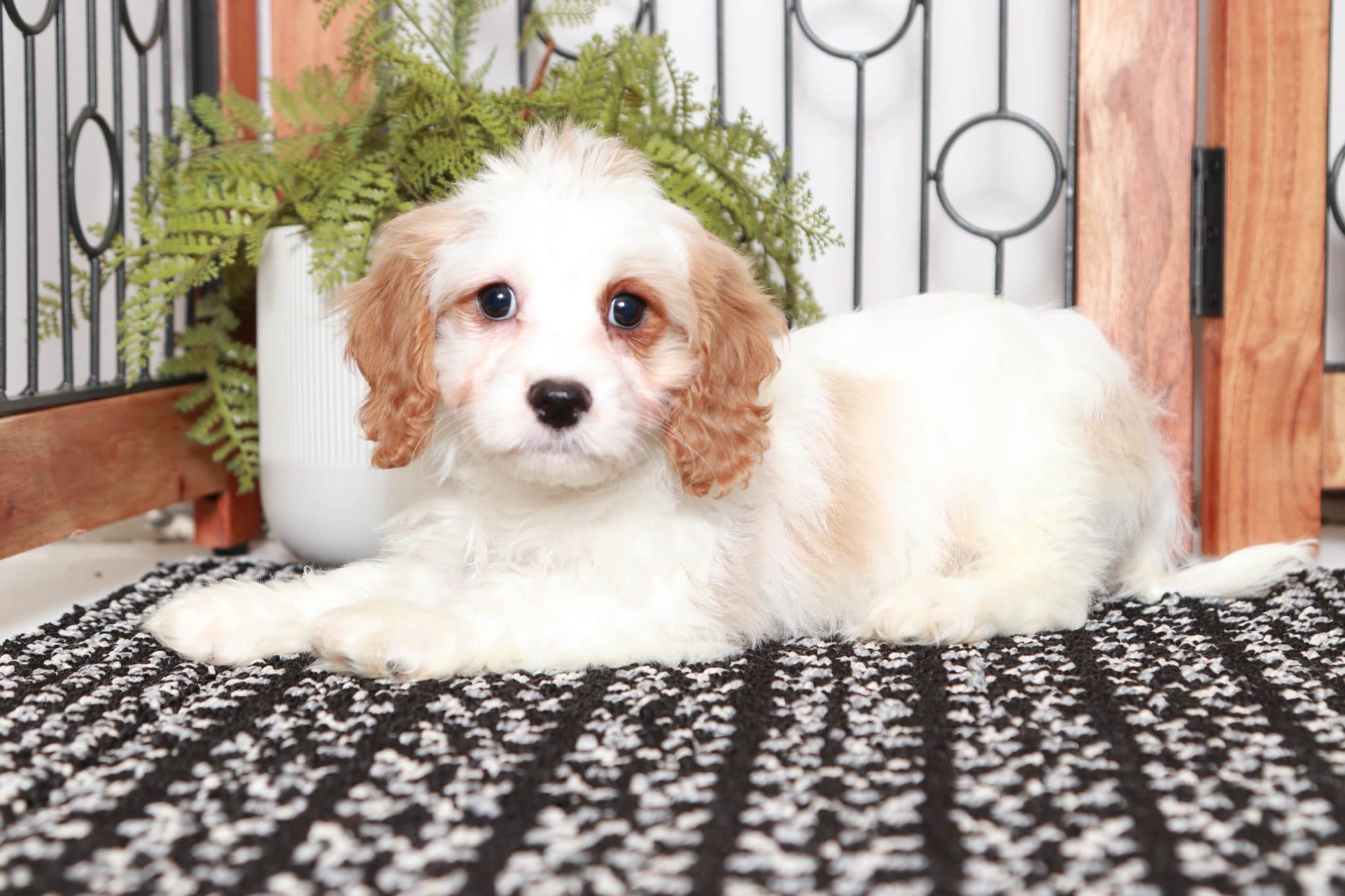 Hawk- Cuddly Little Blenheim Male Cavapoo Puppy - Florida Puppies Online