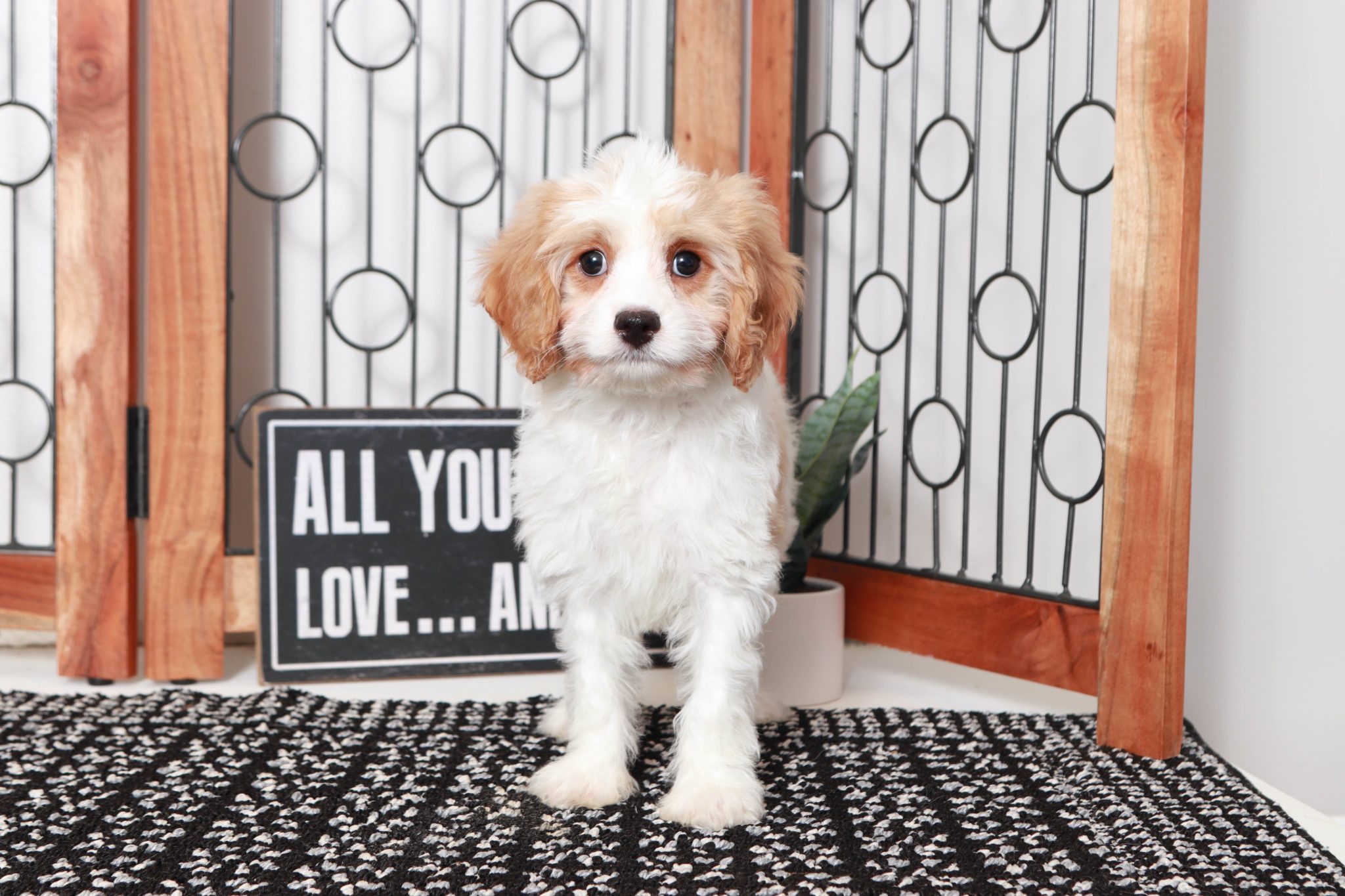 Howie- Charming Little Blenheim Male Cavapoo Puppy - Florida Puppies Online
