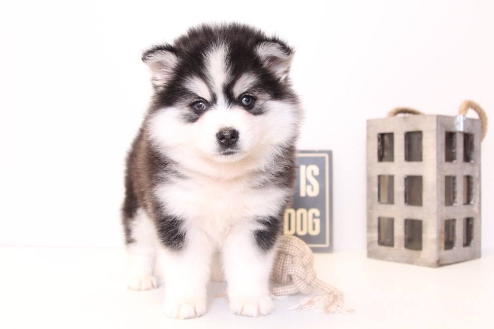 Huskimo Puppies for Sale Florida - Florida Puppies Online