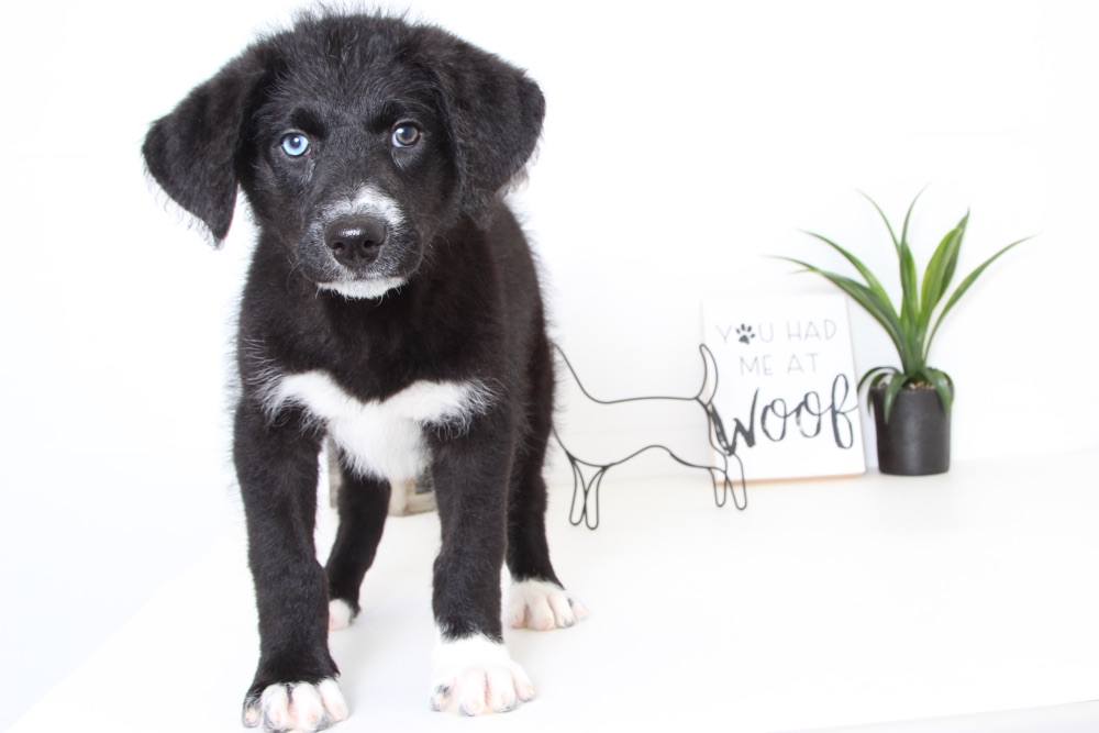 Husky-Poo Puppies for Sale in Florida - FL Puppies Online