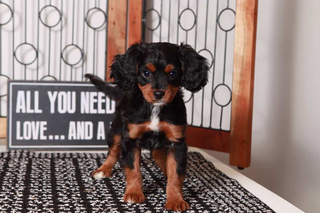 Ivy - Loving Little Black and Brown Female Cavapoo Puppy - Florida ...