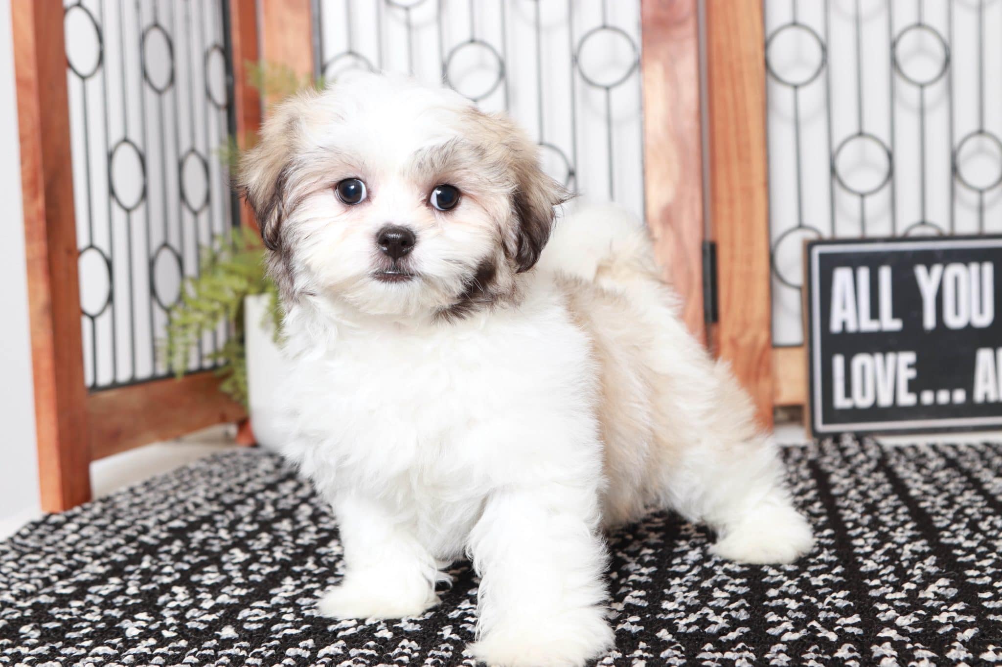 Jane - Cuddly Little Female Teddy Bear Puppy - Florida Puppies Online